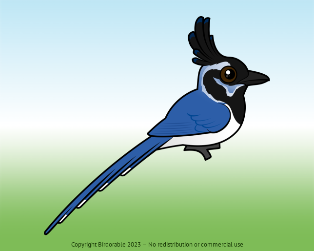 Learn About the Cute Black-throated Magpie-Jay by Birdorable