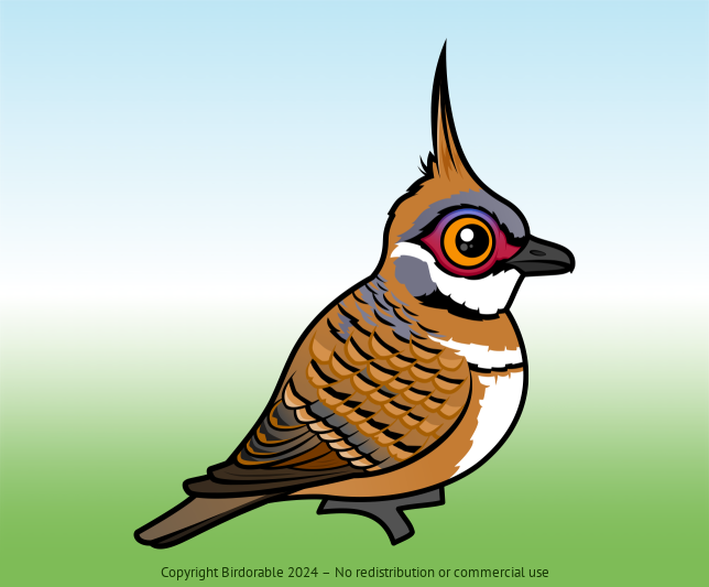 Spinifex Pigeon - Desert Specialist of Australia | Birdorable Birds