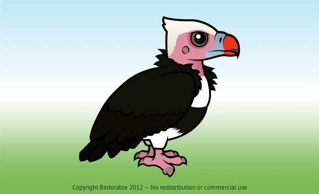 Learn About the Endangered White-headed Vulture | Birdorable Birds