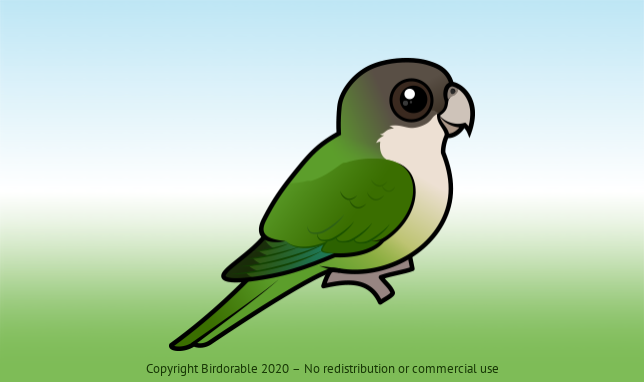 Cute Grey-hooded Parakeet