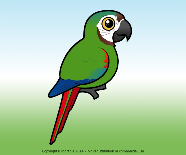 Meet the Cute Chestnut-fronted Macaw | Birdorable Birds