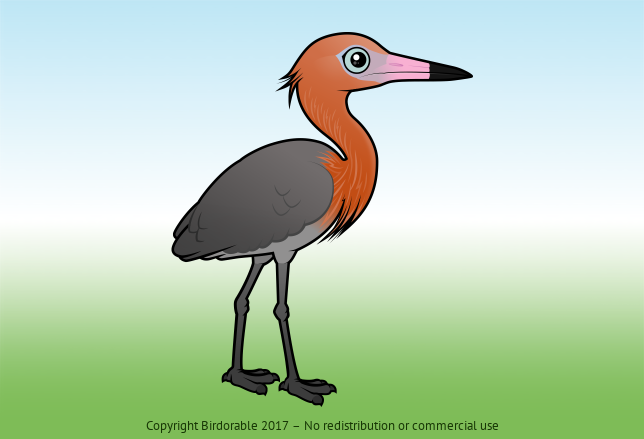 Meet the Reddish Egret: Coastal Dancer and Hunter | Birdorable