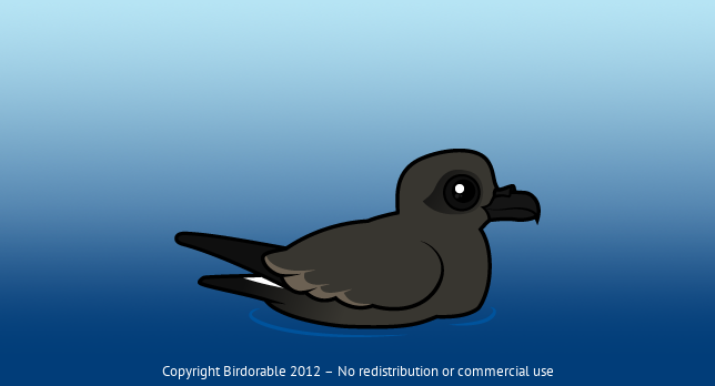 Meet the Cute Leach's Storm Petrel by Birdorable