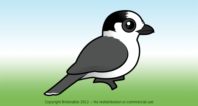 Meet the Canada Jay - The Clever Camp Robber | Birdorable Birds