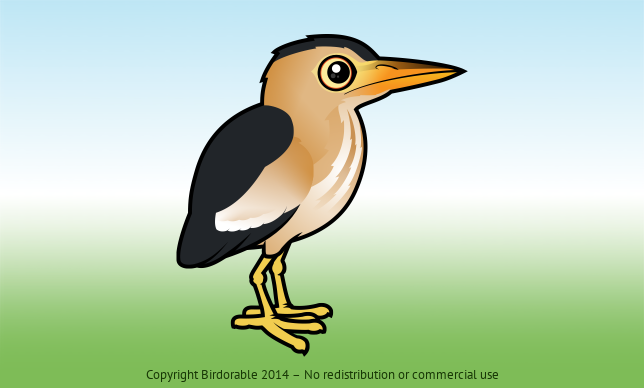 Meet the Cute Little Bittern: Master of Camouflage | Birdorable