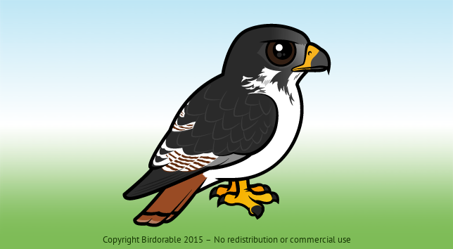 Find Cute Cartoon Augur Buzzard Gifts from Birdorable