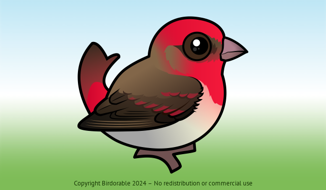 Common Rosefinch - Colorful Bird of Europe and Asia | Birdorable