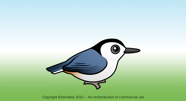 Meet the Cute White-breasted Nuthatch by Birdorable