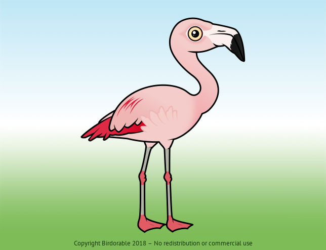 Chilean Flamingo - South America's Pink Beauty | Birdorable Birds