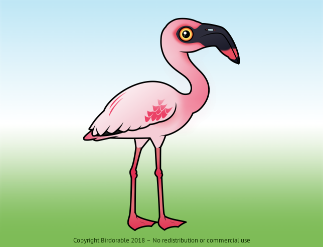 Lesser Flamingo - Pink Beauty of Saline Lakes | Birdorable Birds