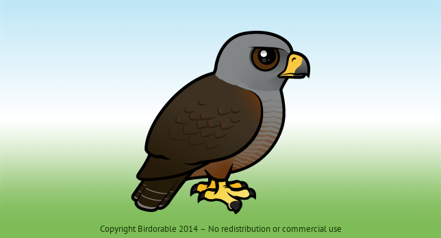 Cute Ridgway's Hawk by Birdorable