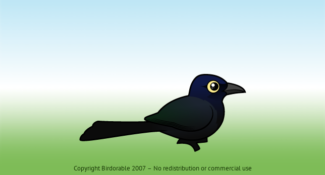 Meet the Cute Great-tailed Grackle by Birdorable