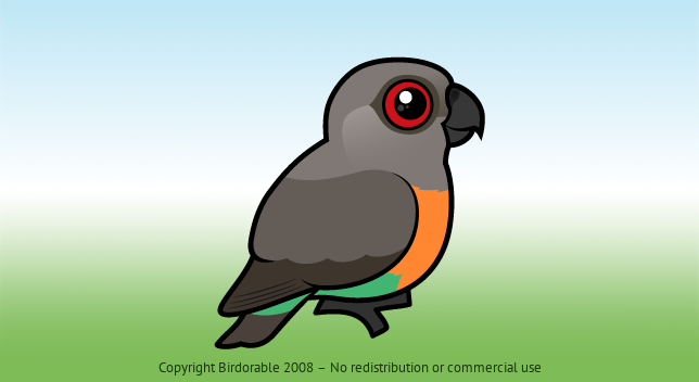 Cute Red-bellied Parrot by Birdorable