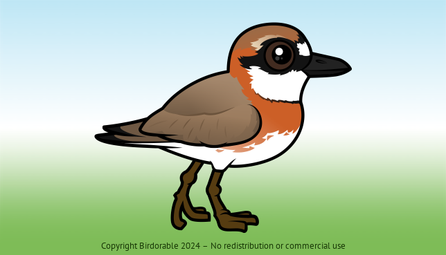 Meet the Endangered Siberian Sand Plover | Birdorable Birds