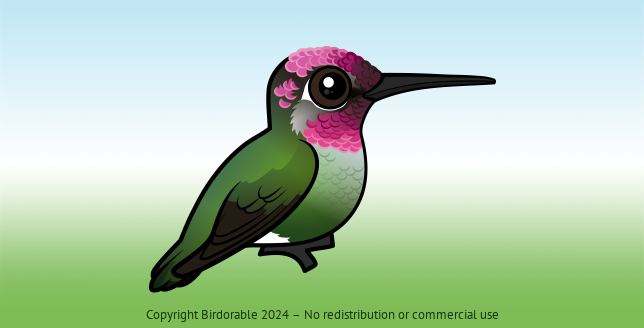 Cute Anna's Hummingbird by Birdorable