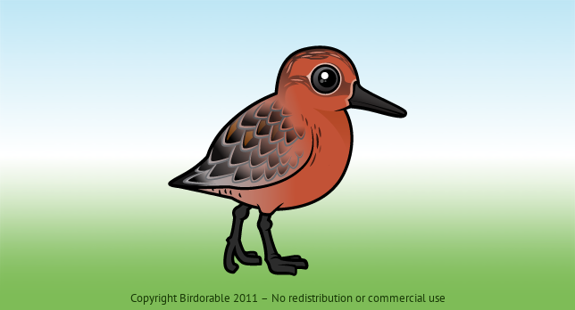Cute Red Knot by Birdorable