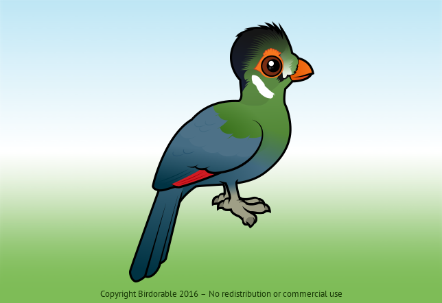 Read About the White-cheeked Turaco