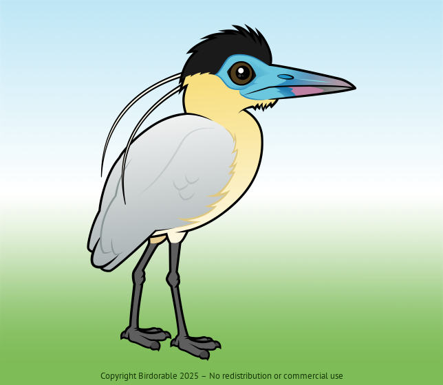 Birdorable's Cute Capped Heron Bird Profile