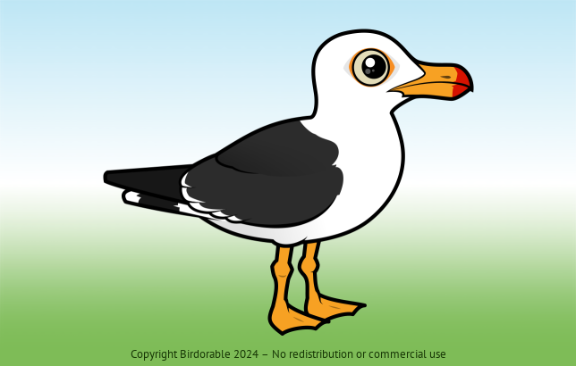 Pacific Gull: Australia’s Coastal Giant | Birdorable Bird Species