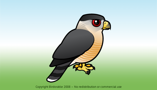 Cute Cooper's Hawk by Birdorable