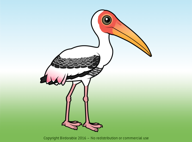 Read About the Painted Stork