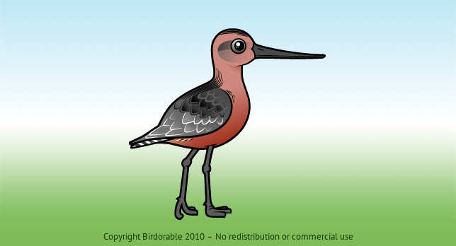 Cute Bar-tailed Godwit by Birdorable
