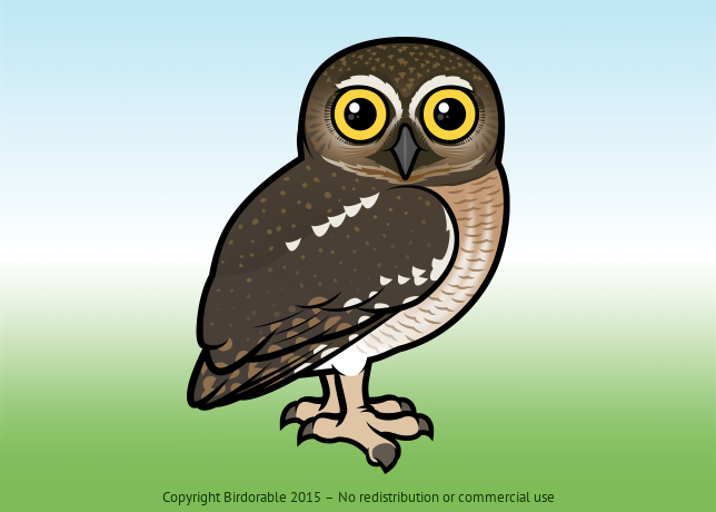 Learn About the Tiny Elf Owl