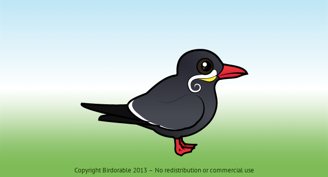 Meet the Cute Inca Tern of South America | Birdorable Birds
