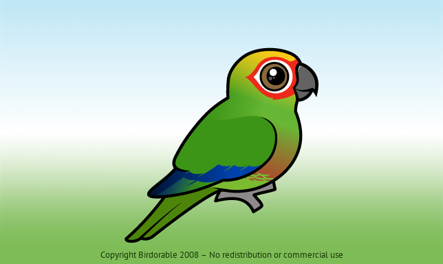 Meet the Cute Golden-capped Parakeet by Birdorable