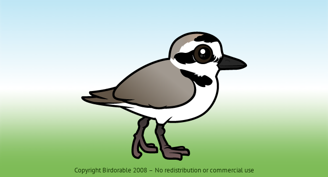 Cute Snowy Plover by Birdorable