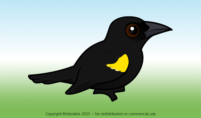 The Yellow-Shouldered Blackbird – Puerto Rico’s Unique Icterid