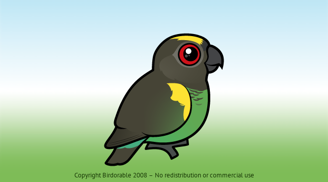 Cute Meyer's Parrot by Birdorable