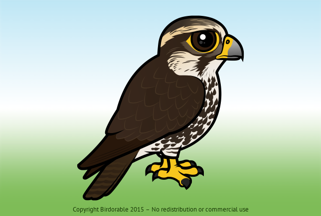 Learn About the Saker Falcon - Cuteness from Birdorable