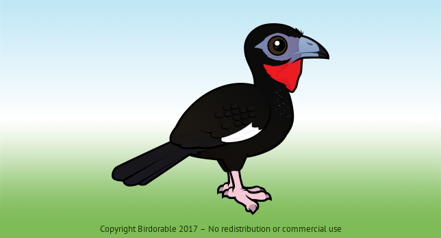 White-winged Guan