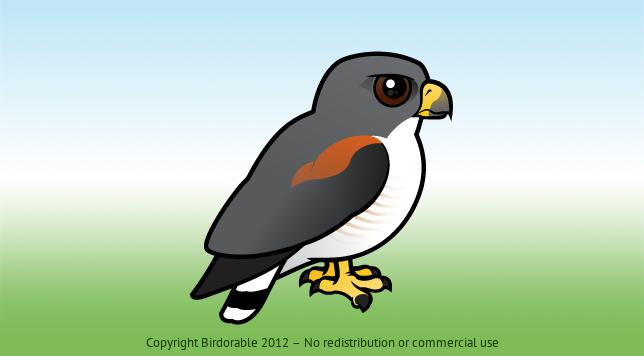 Cute White-tailed Hawk by Birdorable