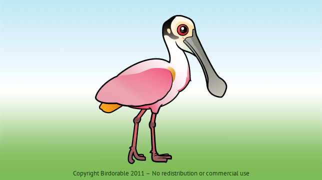 Roseate Spoonbill Cartoon Roseate Spoonbill. Have You Ever Seen