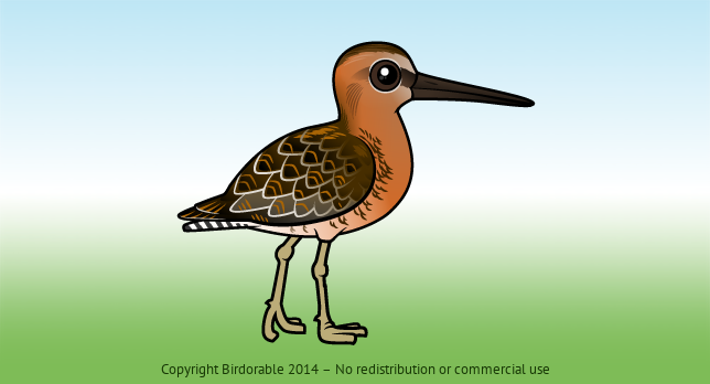 Meet the Cute Short-billed Dowitcher by Birdorable