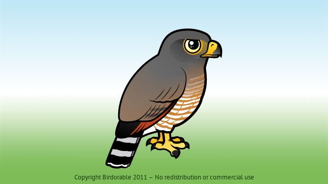 Cute Roadside Hawk by Birdorable