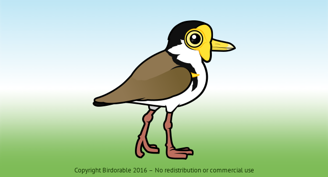 Read About the Masked Lapwing