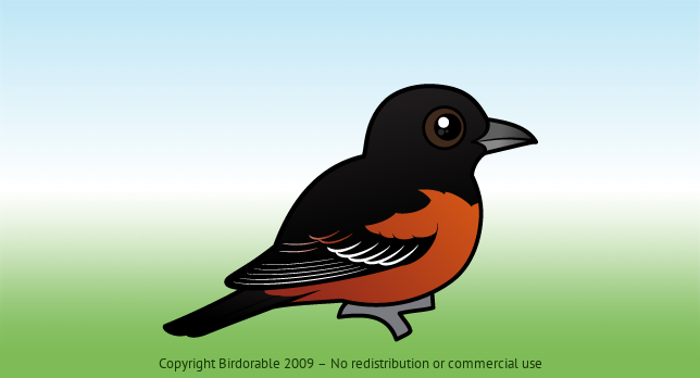 Meet the Cute Orchard Oriole | Birdorable Birds