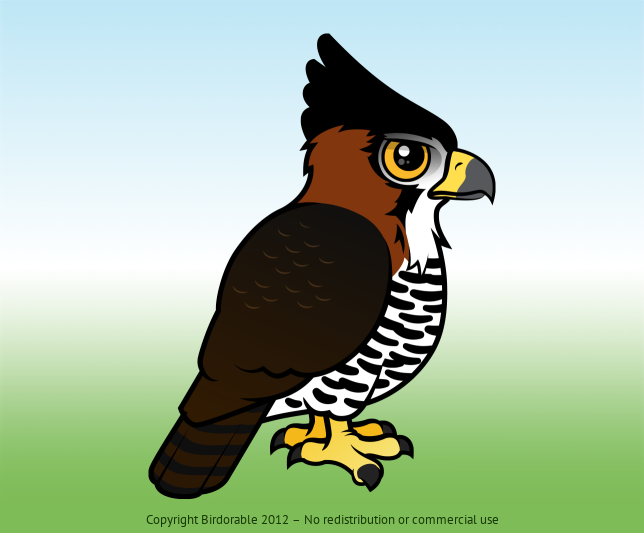 Meet the Ornate Hawk-Eagle - Beauty of the Rainforest | Birdorable