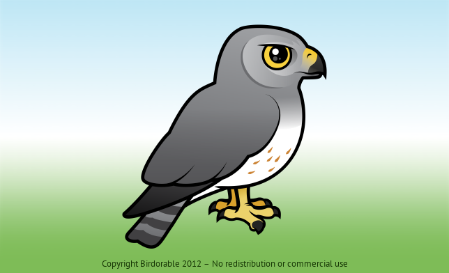 Cute Northern Harrier by Birdorable