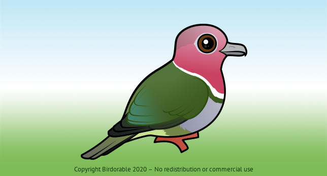 Meet the Pink-headed Fruit Dove by Birdorable