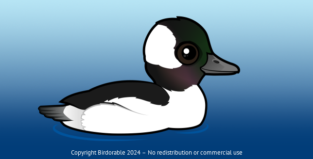 Learn About the Striking Bufflehead Duck | Birdorable Birds