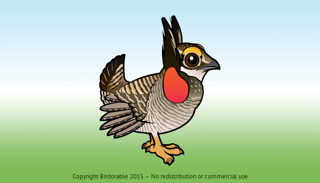 Meet the Cute Lesser Prairie-Chicken by Birdorable