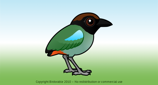 Cute Hooded Pitta by Birdorable