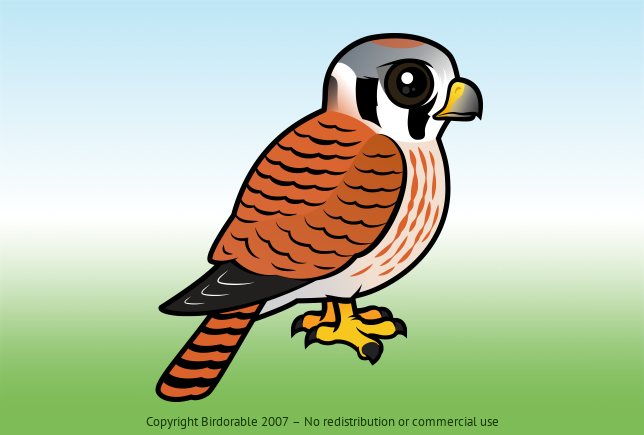 Cute American Kestrel / Sparrow Hawk by Birdorable