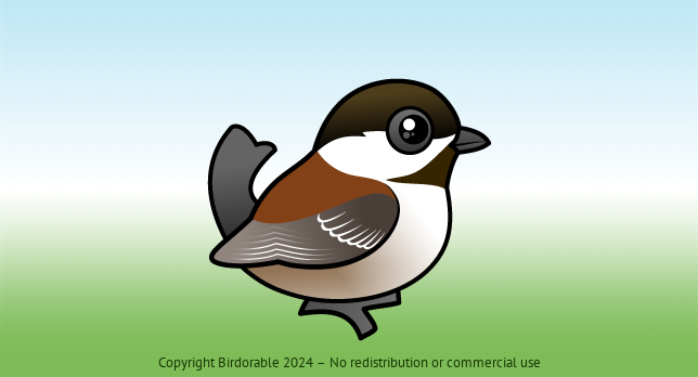 Chestnut-backed Chickadee: Pacific Northwest Native | Birdorable