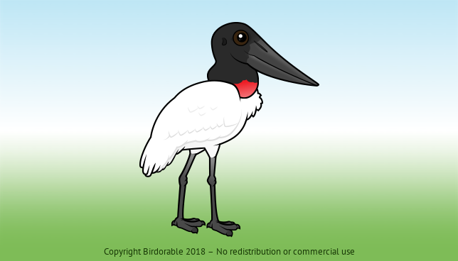 Cute Cartoon Jabiru by Birdorable