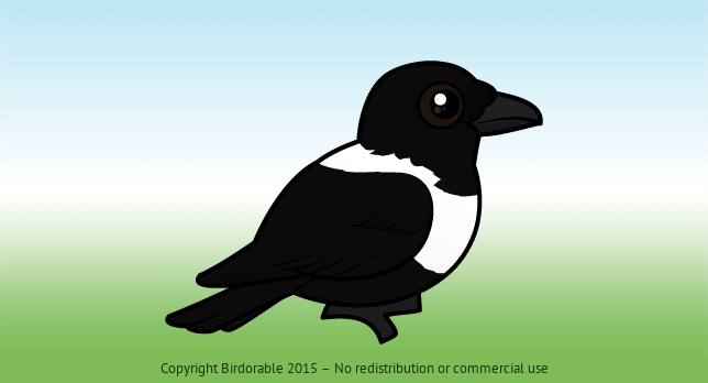 Meet the Intelligent African Pied Crow | Birdorable Birds